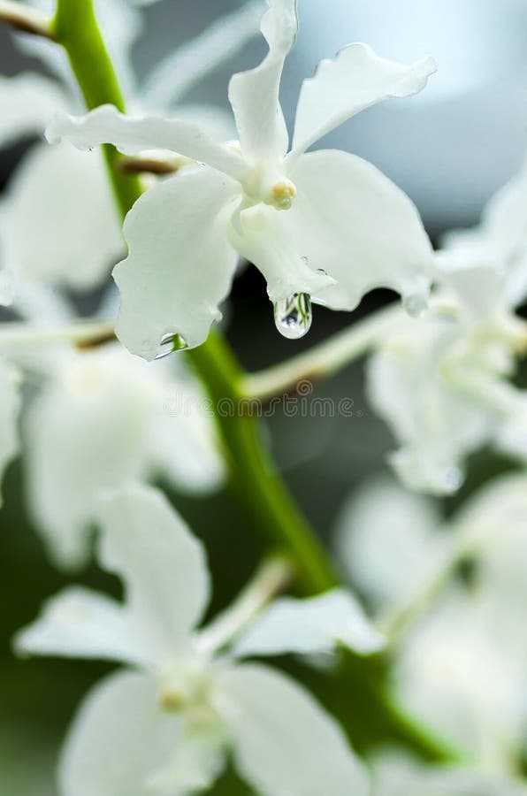 Dew on orchid stock photo. Image of colorful, nature - 87645710