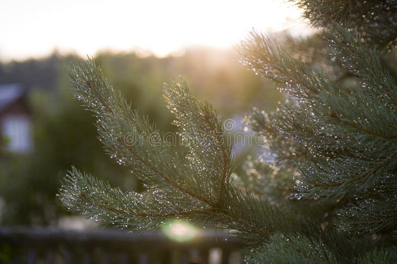 Dew on the Pine Tree stock photo. Image of branch, morning - 23175332
