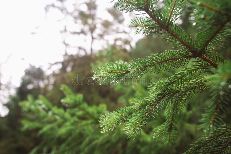 Dew on pine tree stock photo. Image of nature, plant - 90726614