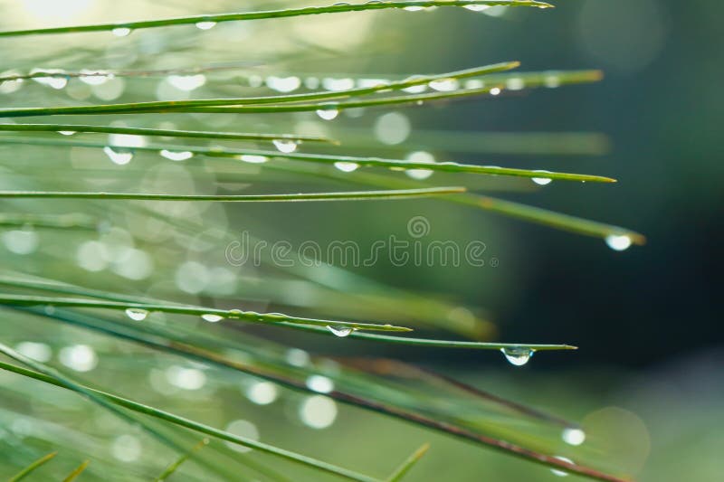 Dew on the pine tree. stock photo. Image of light, bokeh - 128555534