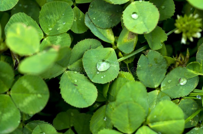 Dew on plant stock image. Image of vertical, cell, drip - 87647611
