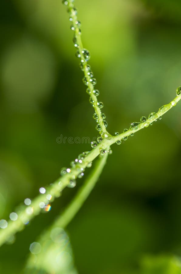 Dew on plant stock image. Image of macro, drop, glow - 84849093