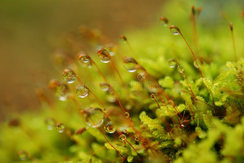 Dew on plants stock photo. Image of details, nature, closeup - 11999150