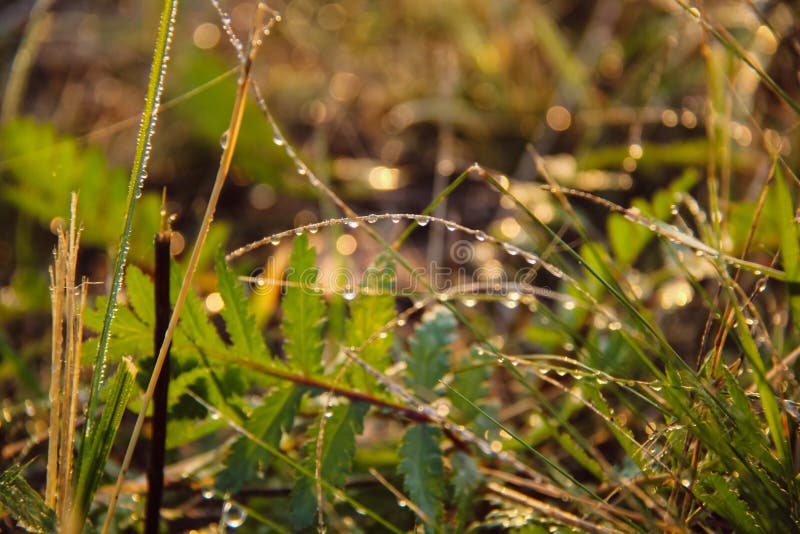 Dew on Plants at a Autumn Morning Stock Image - Image of closeup, charm ...