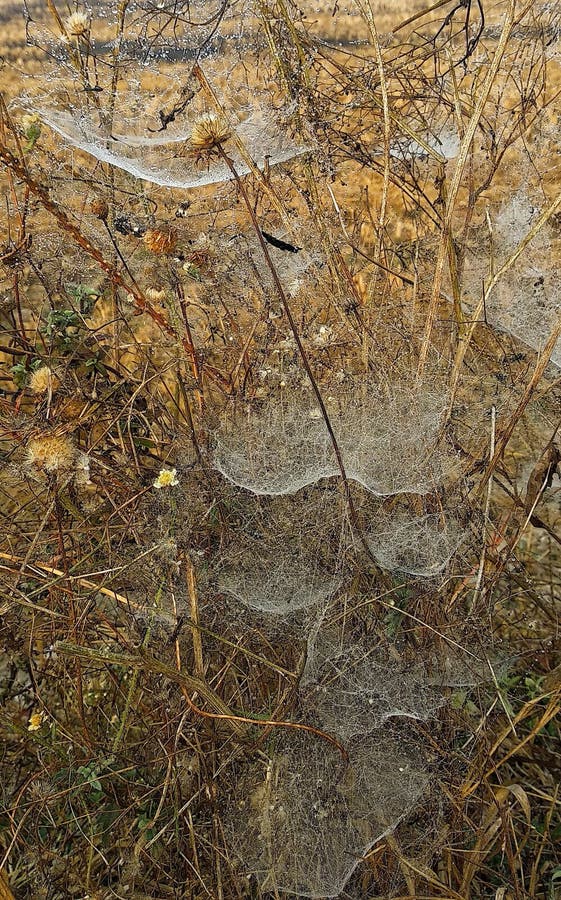 The DEW POINT of the SPIDER& X27;S WEB & X28;WEST BENGAL ,INDIA& X29 ...