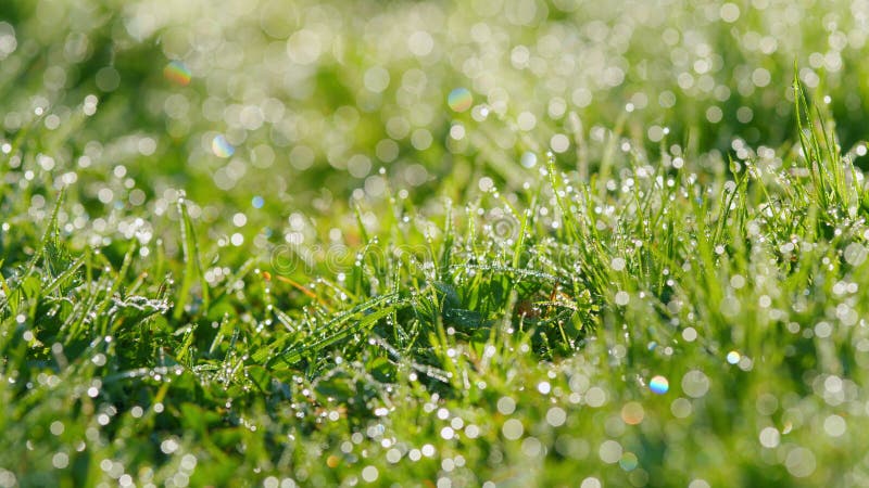 Dew with Reflecting Sun on Stem of Green Grass. Lush Rich Green Grass ...