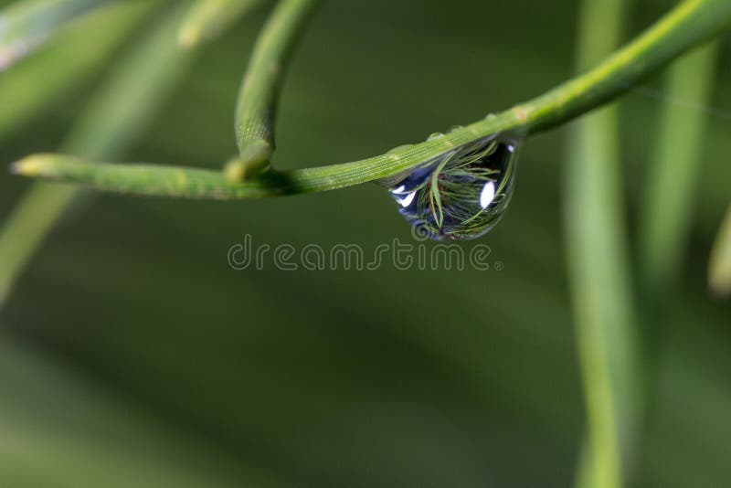 Dew refraction stock image. Image of plant, light, macro - 81628577