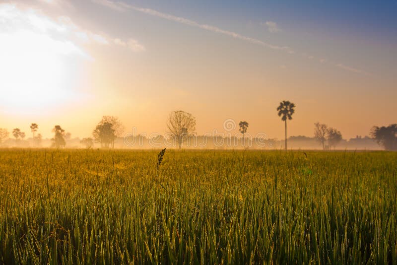 Dew on the Rice Field in the Morning Stock Photo - Image of field ...