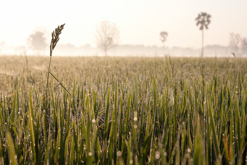 Dew on the Rice Field in the Morning Stock Photo - Image of landscape ...