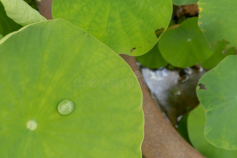 Microscope Lotus Leaf Stock Photos - Free & Royalty-Free Stock Photos ...