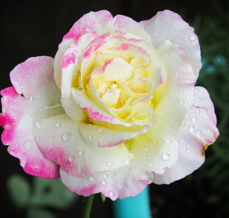 Dew on rose stock photo. Image of pink, petal, double - 254252884