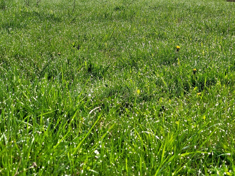 Dew Shine on Grass. Green Meadow Glows in the Sun Stock Image - Image ...