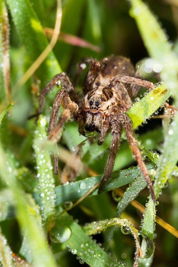Dew spider stock photo. Image of macro, predator, closeup - 28733958