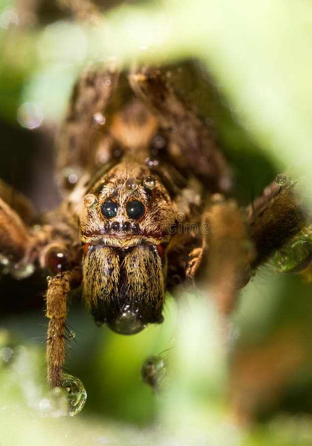 Dew spider portrait stock image. Image of water, europe - 28733957