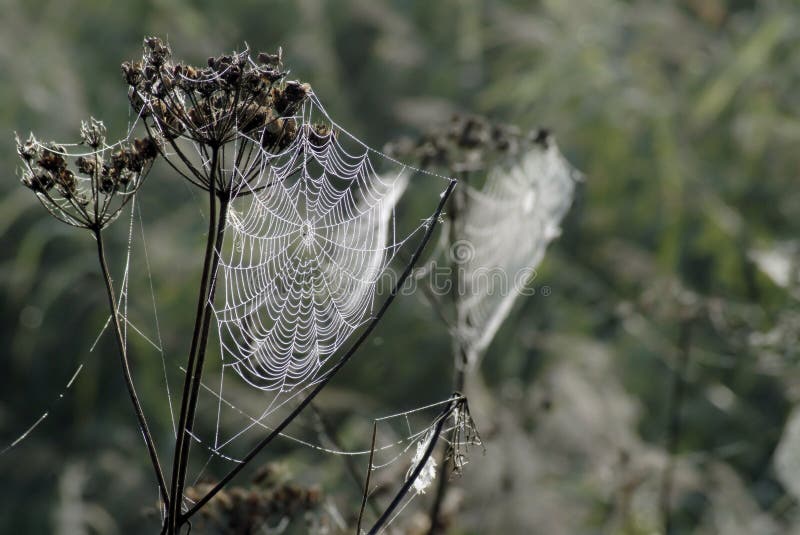 Dew on spider s web stock image. Image of dewdrops, wonderful - 26759