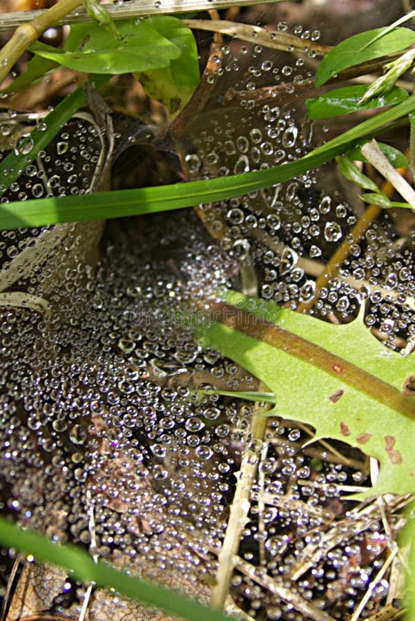 Dew on Spider Web stock image. Image of dawn, water, forest - 95159915