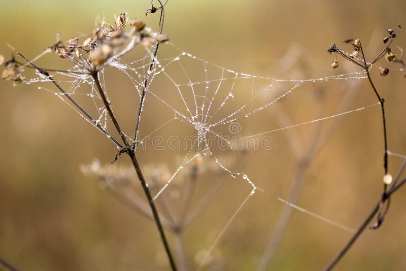 Dew on Spider Web stock photo. Image of irregular, drop - 51228062