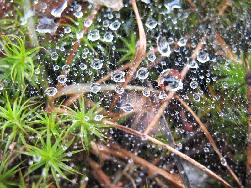 Dew and spider web stock image. Image of dawn, drop, trap - 85177715