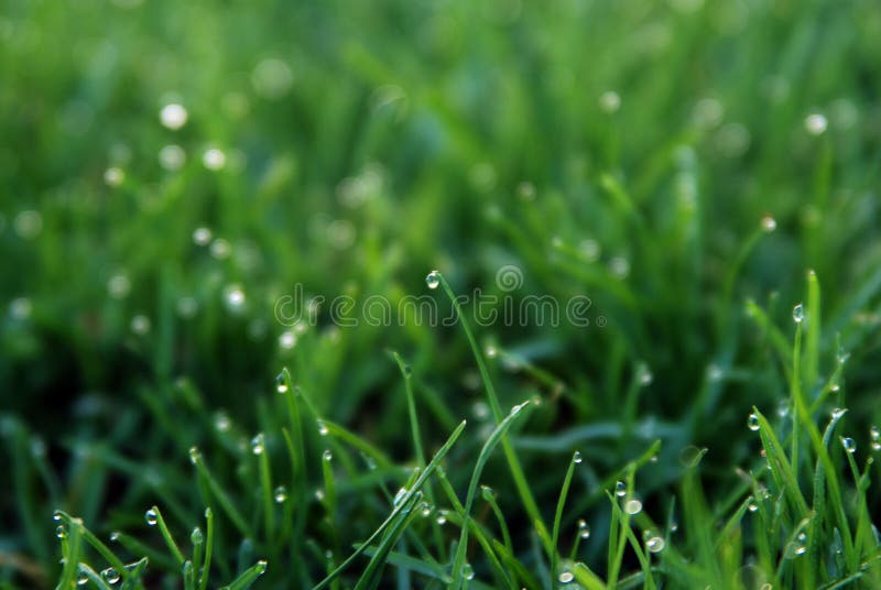 The Dew .Spring Grass stock photo. Image of foreground - 5125796