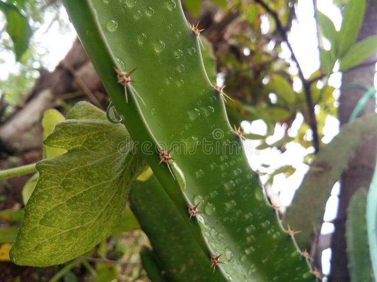 Dew on the Stem of Dragon Fruit Stock Photo - Image of tree, leaf ...