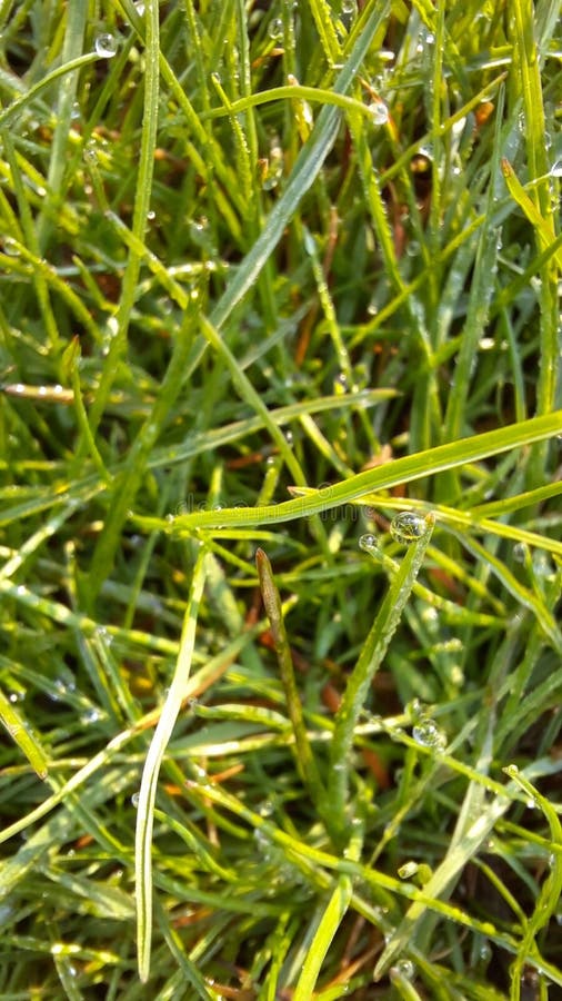 Dew in the sun stock image. Image of morning, green - 244877753