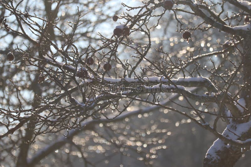 Defrosting Phase Stock Photos - Free & Royalty-Free Stock Photos from ...