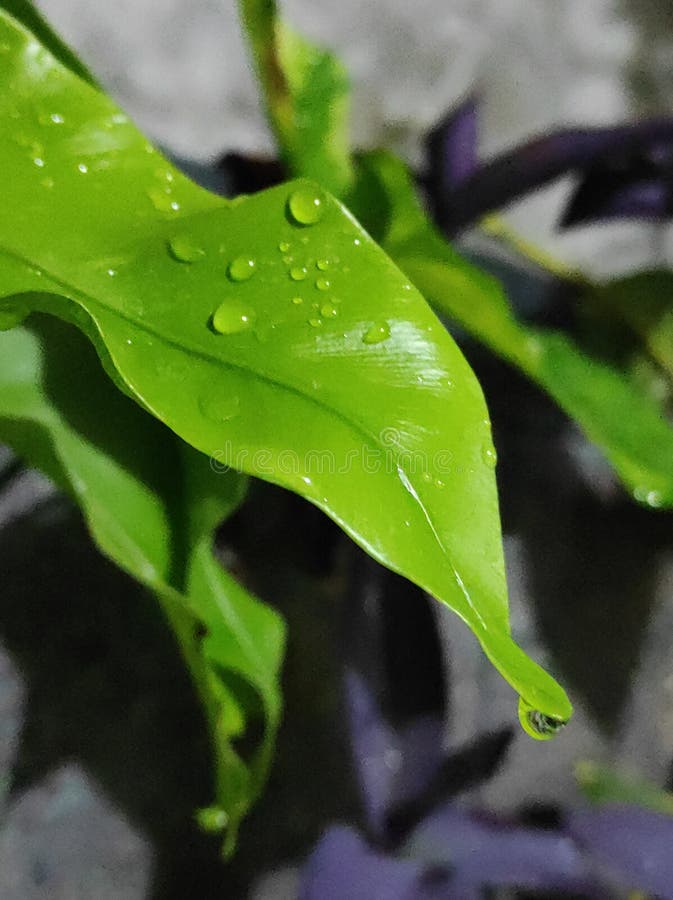 Dew on the Tips of the Leaves Like Clear Eyes Stock Image - Image of ...