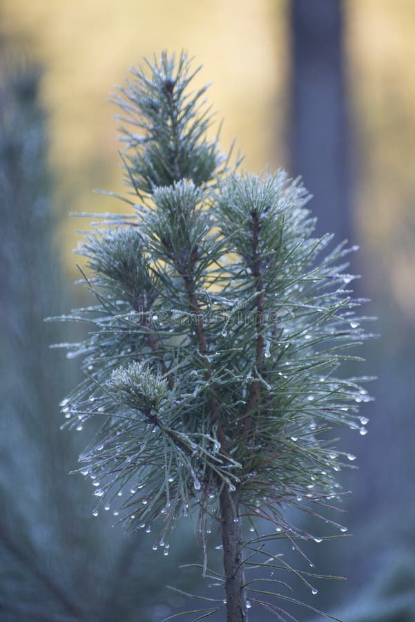 Dew on the tree branches stock photo. Image of surface - 112696970