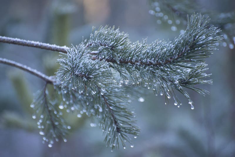 Dew on the tree branches stock photo. Image of needles - 112696994