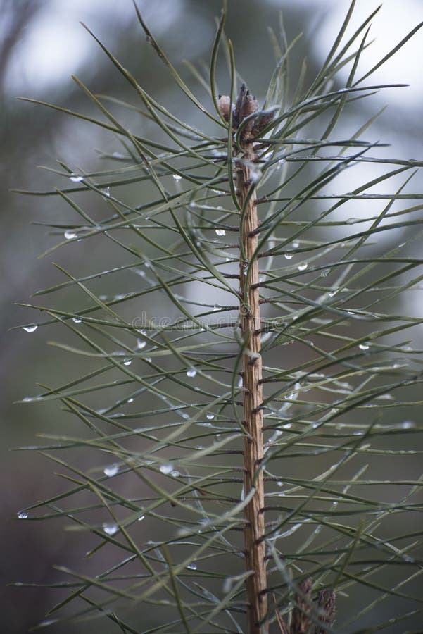 Dew on the tree branches stock image. Image of calm - 112696995