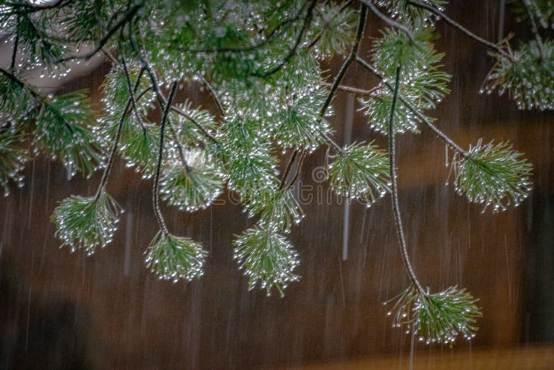 Dew on the Trees in Grindelwald Stock Photo - Image of pinos, tree ...