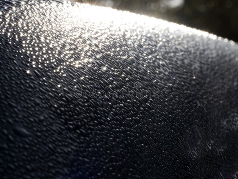 Dew Water Drops on Blue Metallic Surface Stock Photo - Image of ...