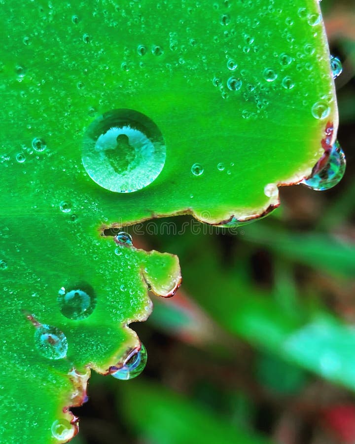 Dew stock image. Image of morning, condensation, exposed - 222827209