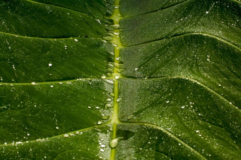 Dew on wood leaves green. stock image. Image of foliage - 37933917