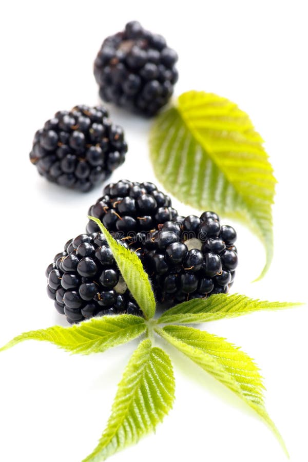 Dewberries stock photo. Image of fruit, leaf, blue, vitamin - 10536180