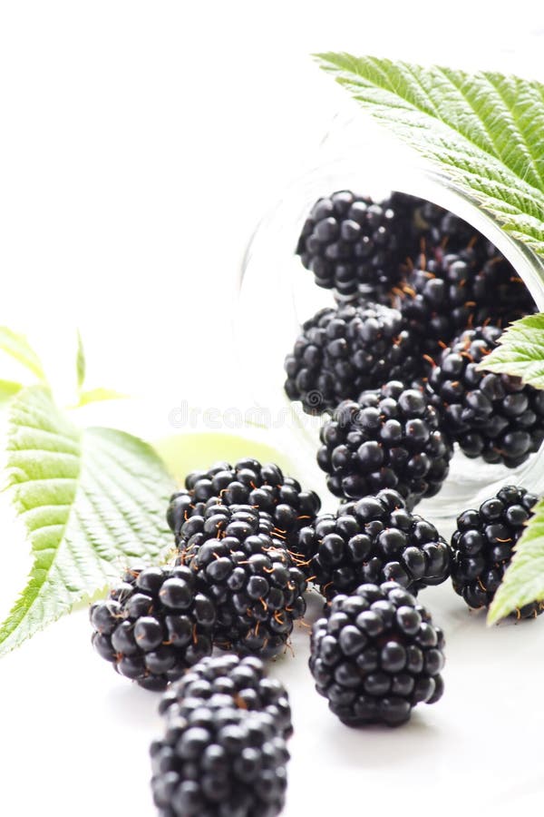 Dewberries stock photo. Image of sweet, food, healthy - 13110068