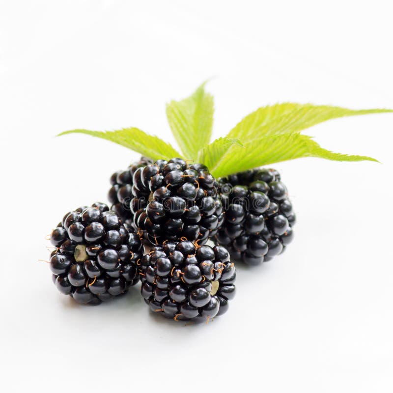 Dewberries stock image. Image of fruit, sweet, green - 24666007