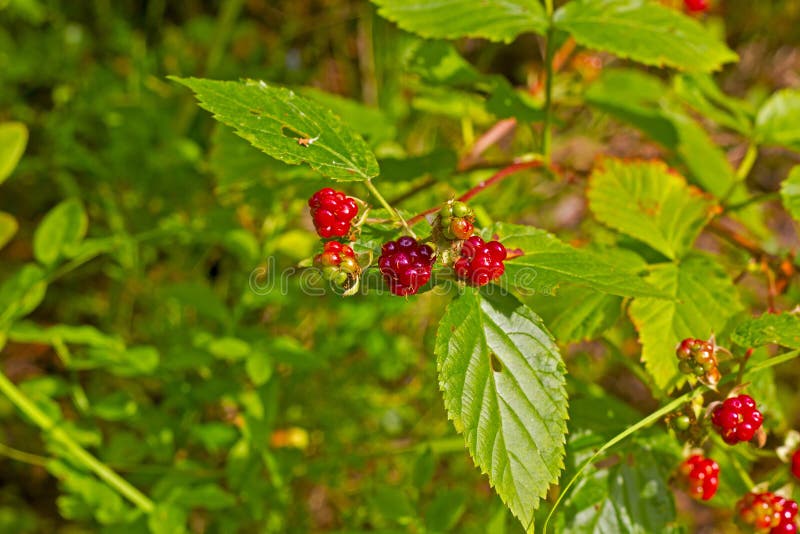 Dewberries stock image. Image of summer, meshchera, russia - 58787773
