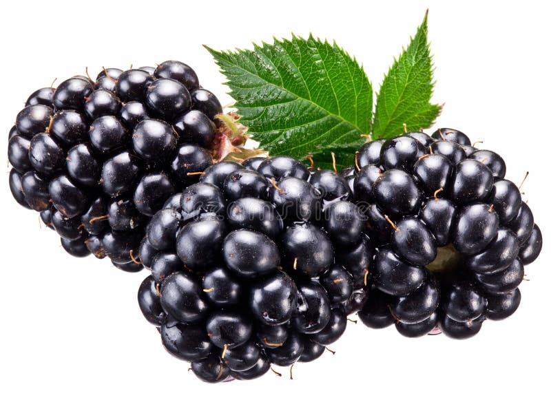 Dewberries with Leaves Isolated Over White. Stock Photo - Image of ...