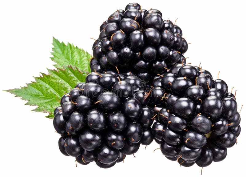 Dewberries with Leaves Isolated Over White. Stock Photo - Image of ...