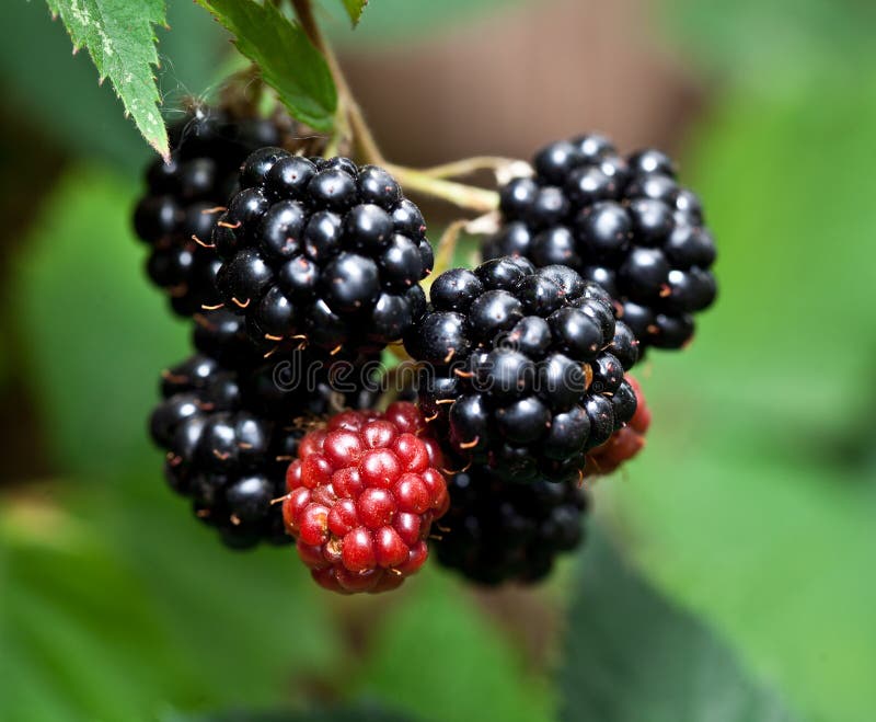 Dewberries on a shrub. stock image. Image of food, fruit - 44719569