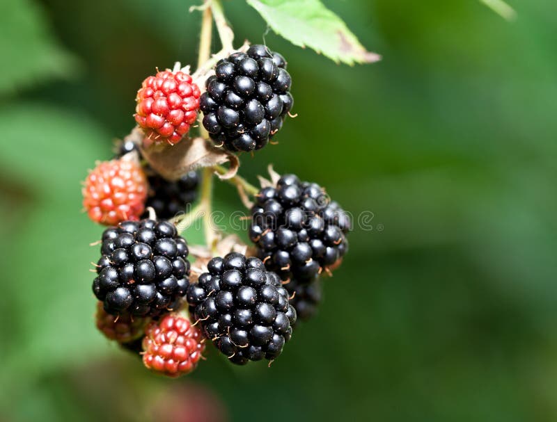 Dewberries on a shrub. stock photo. Image of fresh, shrub - 44719574