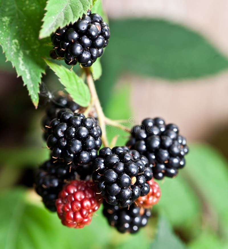 Dewberries on a shrub. stock image. Image of juicy, healthy - 45209077