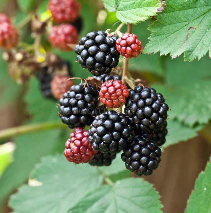 Dewberries on a shrub. stock image. Image of nature, fruit - 45209109