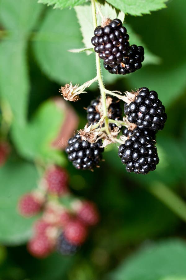 Dewberries on a shrub. stock image. Image of group, garden - 46912715