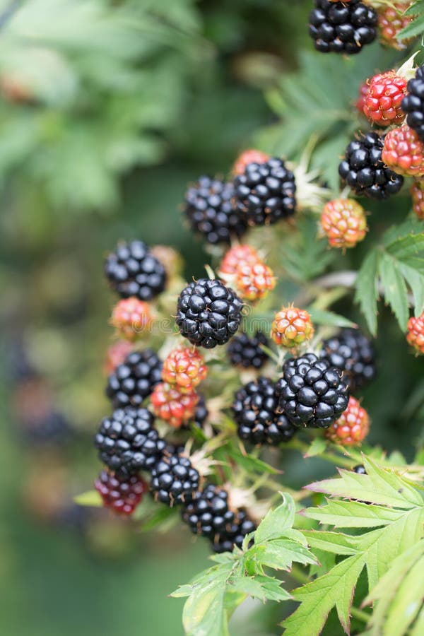Dewberries on a Shrub. Macro Shot. Stock Image - Image of garden, berry ...