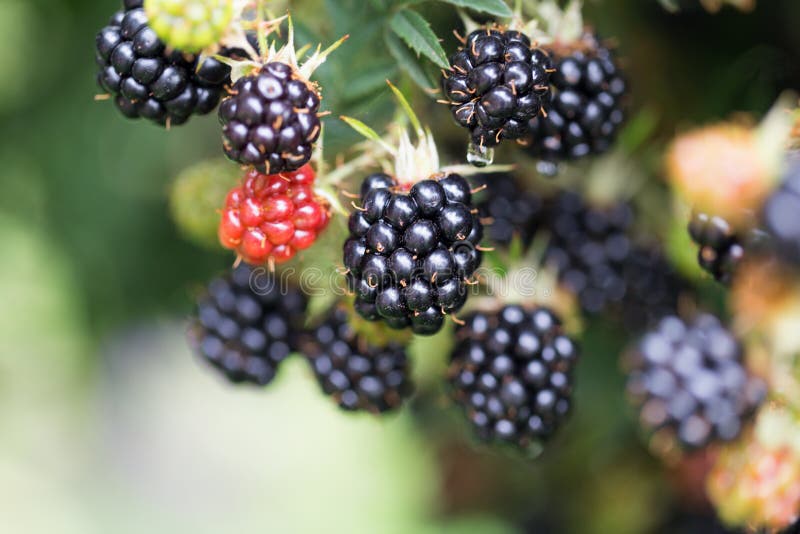Dewberries on a Shrub. Macro Shot. Stock Image - Image of green ...