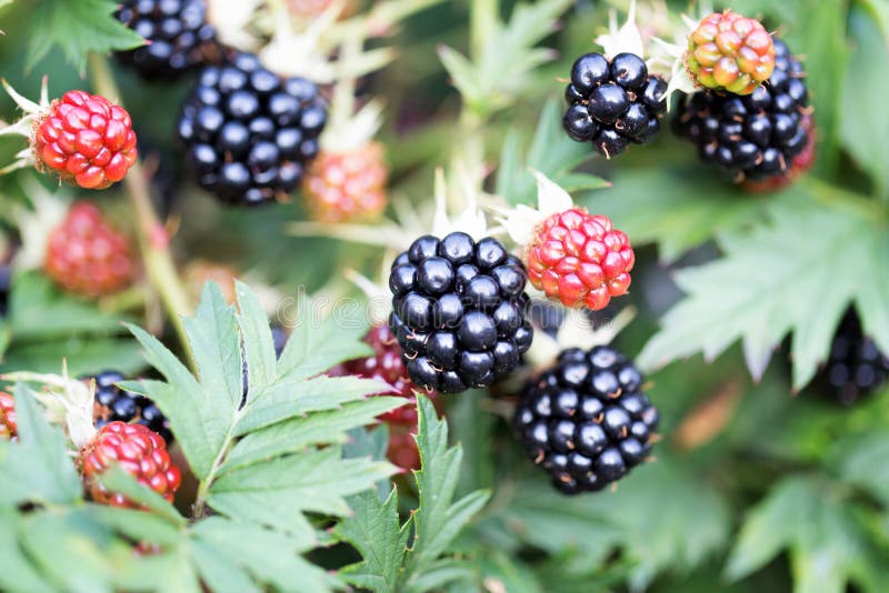 Dewberries on a Shrub. Macro Shot. Stock Photo - Image of brambles ...