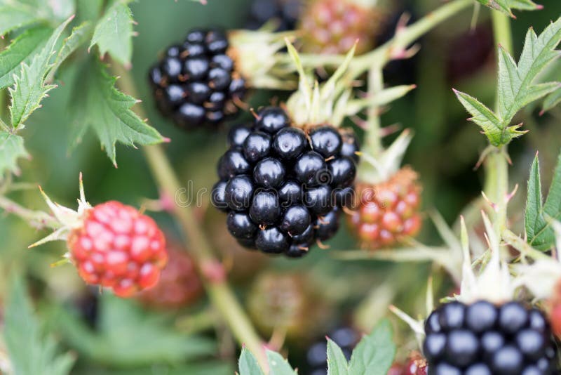Dewberries on a Shrub. Macro Shot. Stock Photo - Image of blackberry ...
