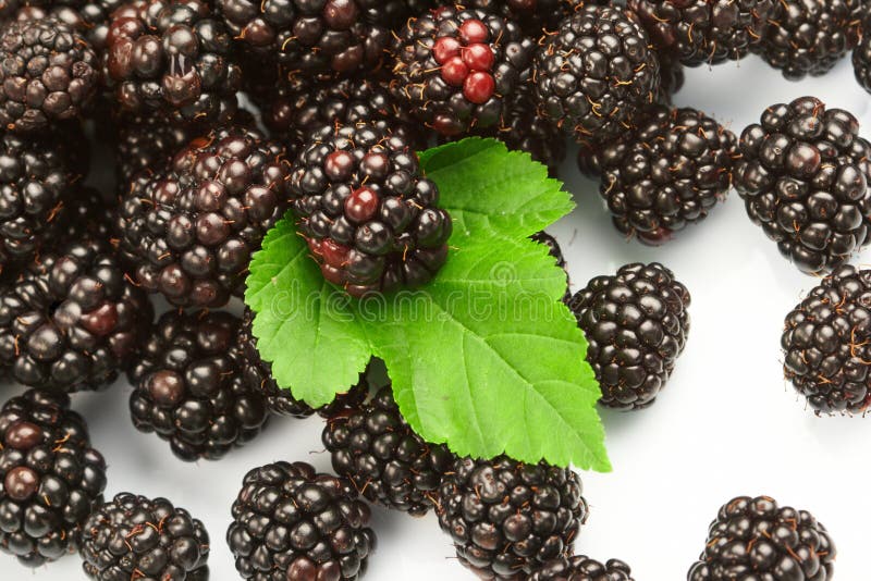 Dewberry stock image. Image of berry, fragrance, pulpy - 10638823